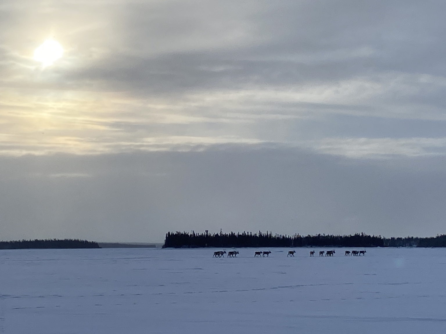 Caretaker's Report 2025/2026 Volume 3 - CARIBOU !!!! - Gangler's Fishing